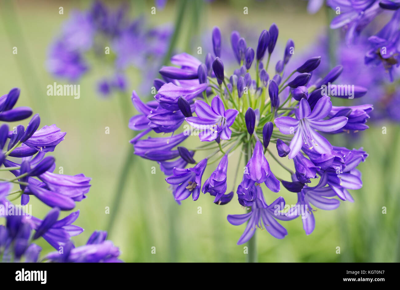 Agapanthus 'Maria' flowers Stock Photo - Alamy