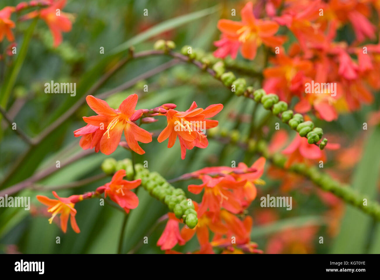 Crocosmia flower hi-res stock photography and images - Alamy