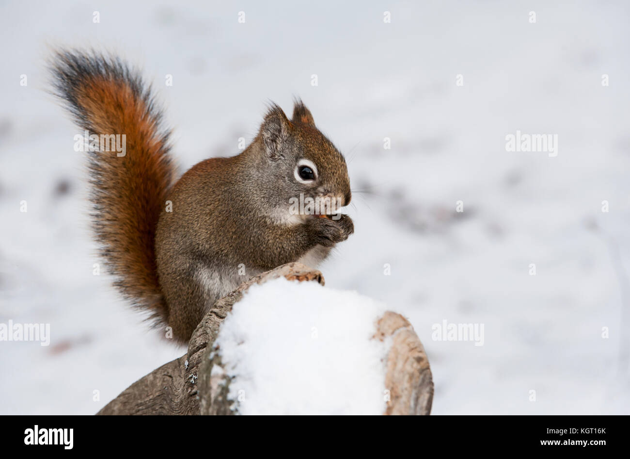 Mammals and seeds hi-res stock photography and images - Alamy