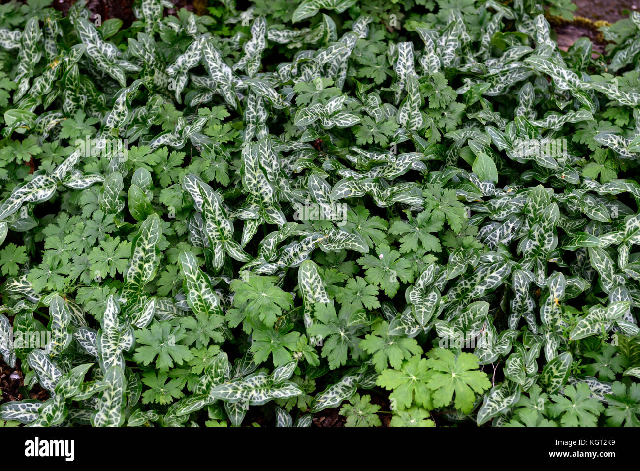 Arum italicum subsp italicum marmoratum hi-res stock photography and ...
