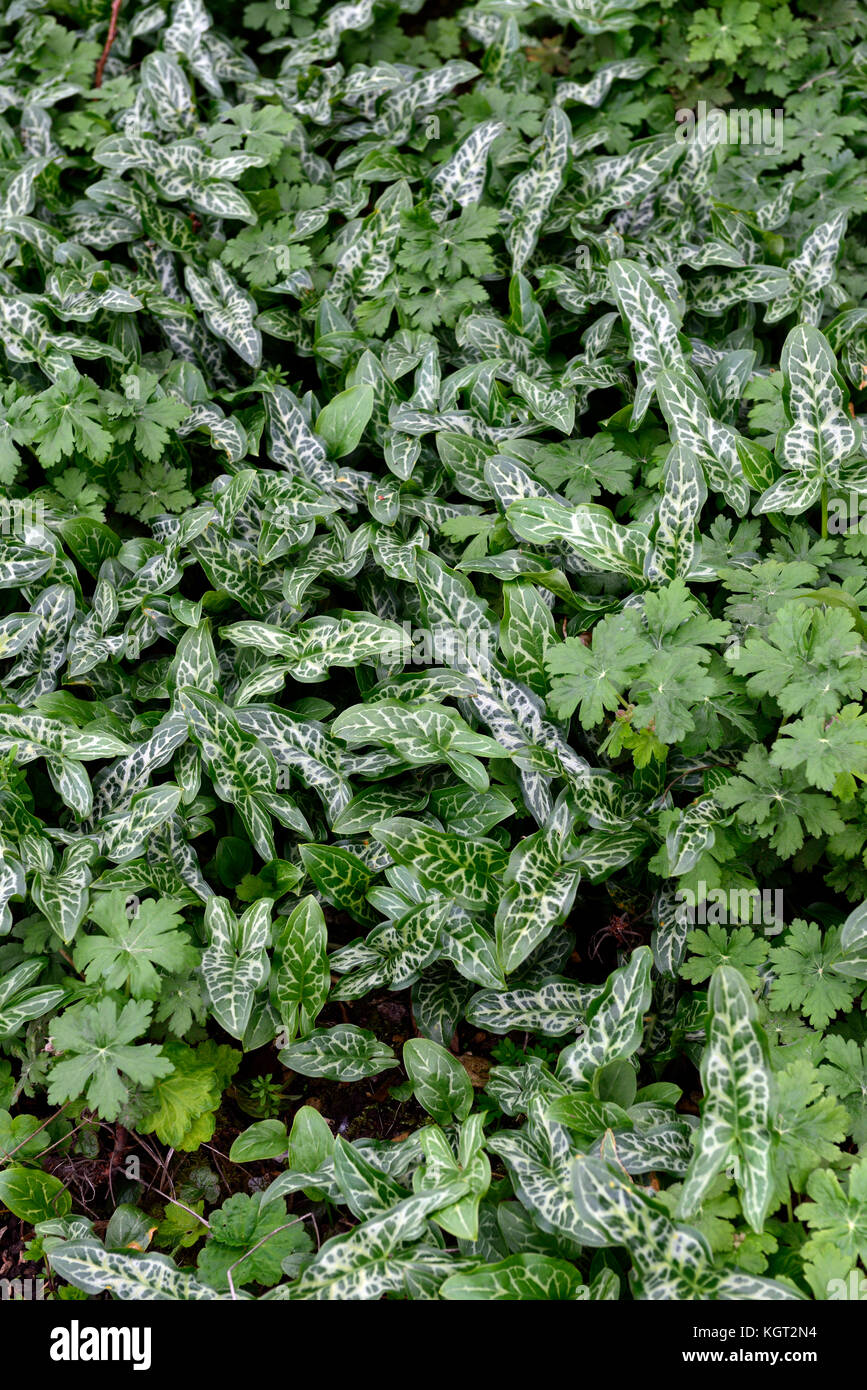 Arum italicum pictum hi-res stock photography and images - Alamy