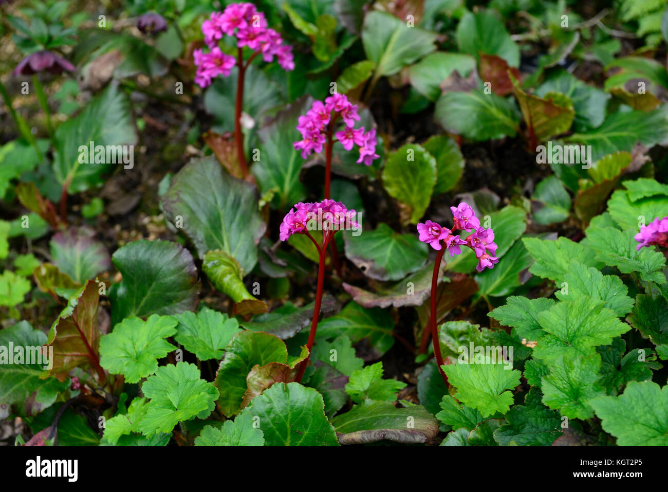 bergenia bressingham ruby, Pigsqueak ,evergreen, leaves, purple, red ...