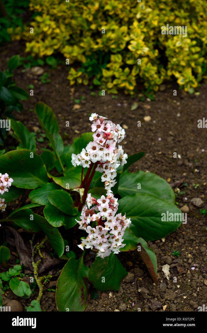 bergenia bressingham white, Pigsqueak ,evergreen, leaves,white, flowers ...