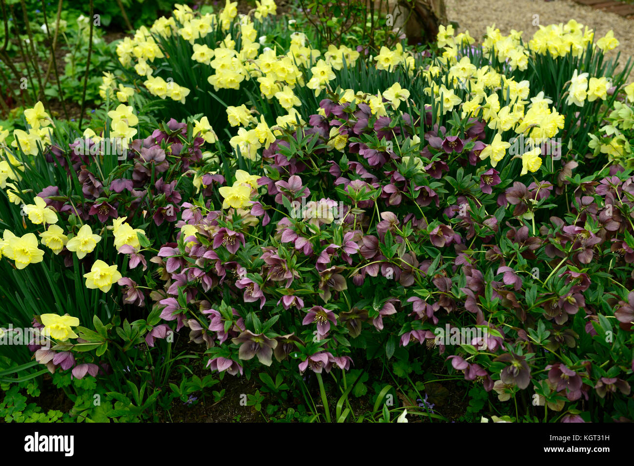 hellebore, helleborus, purple ,hellebores, yellow, daffodils, daffodil ...