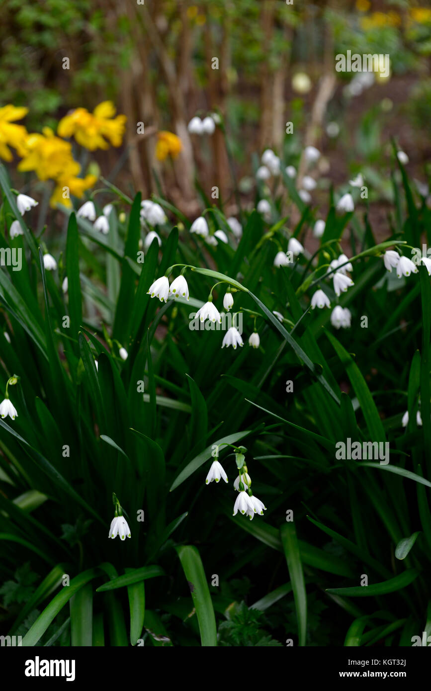 Leucojum aestivum Gravetye Giant, Summer snowflake,Loddon Lily, white ...