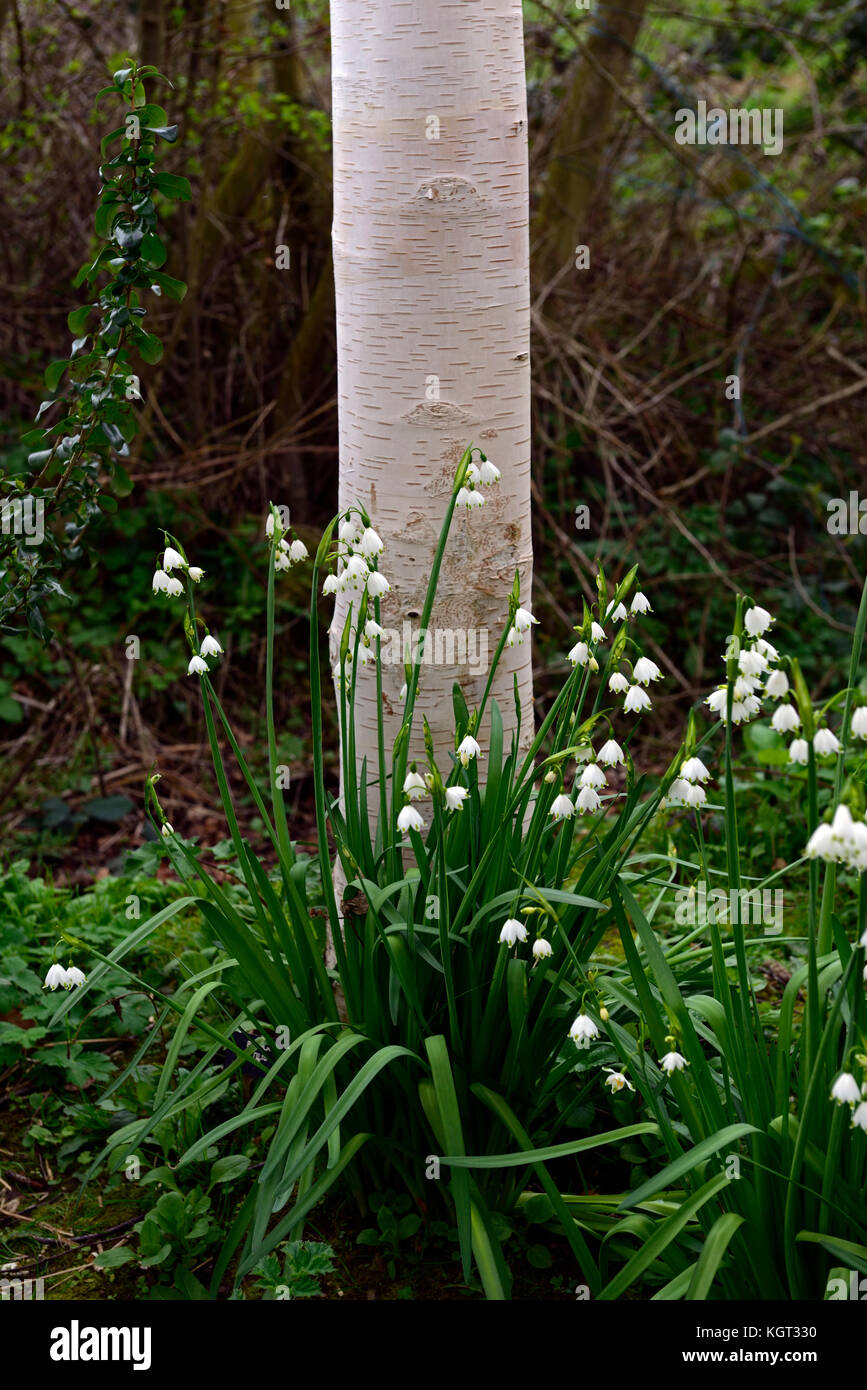 Leucojum aestivum Gravetye Giant, Summer snowflake,Loddon Lily, white ...