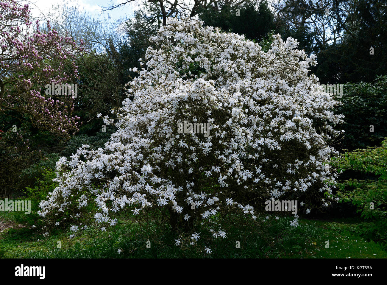 magnolia stellata, star magnolia, magnolias, white, flowers, flower ...