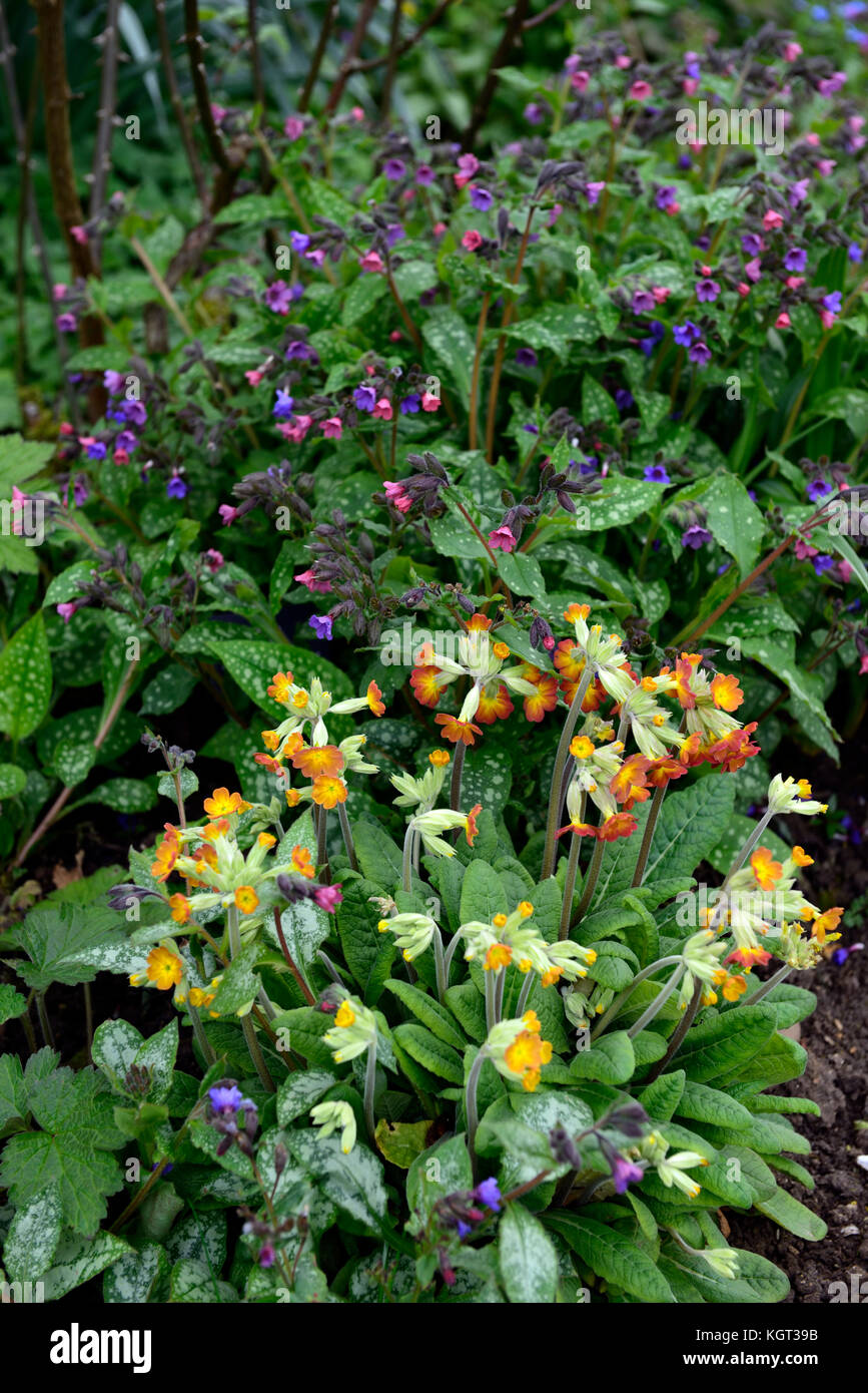 Pulmonaria hybrid hi-res stock photography and images - Alamy