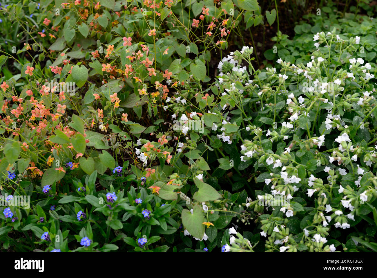 Pulmonaria officinalis Sissinghurst White, flower,white, pulmonaria ...
