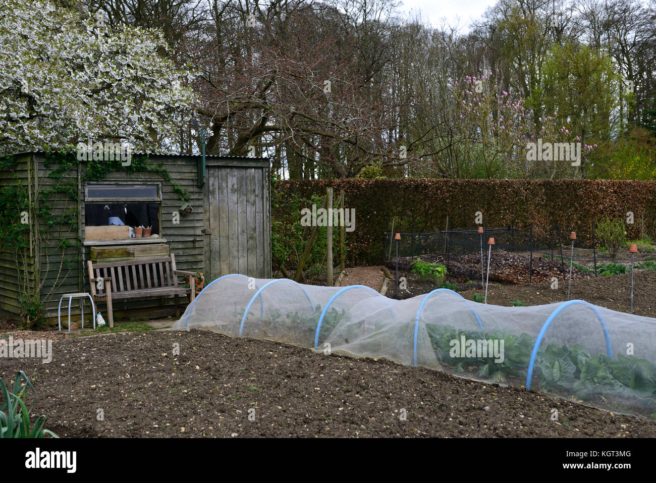 spring cabbage, net, netting, netted, protect, protection, cloche, RM ...
