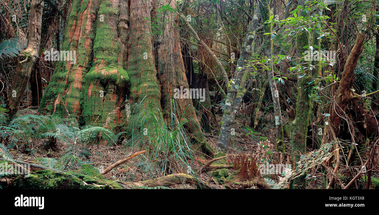 Brown barrel (Eucalyptus fastigata) old growth, Bemboka Section, South ...
