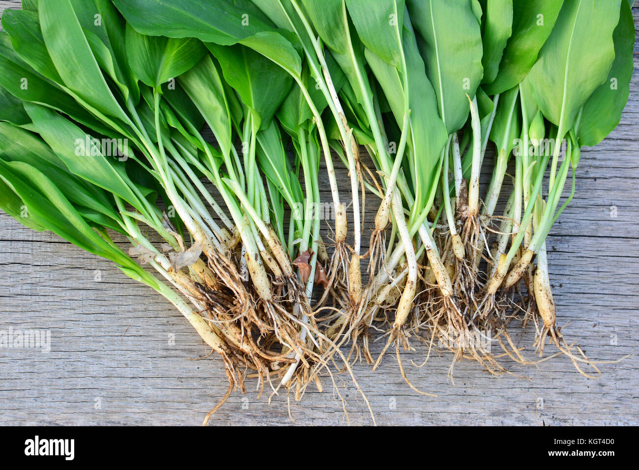 Big bunch of Wild garlic on old oak table, whole plant, leaves and ...