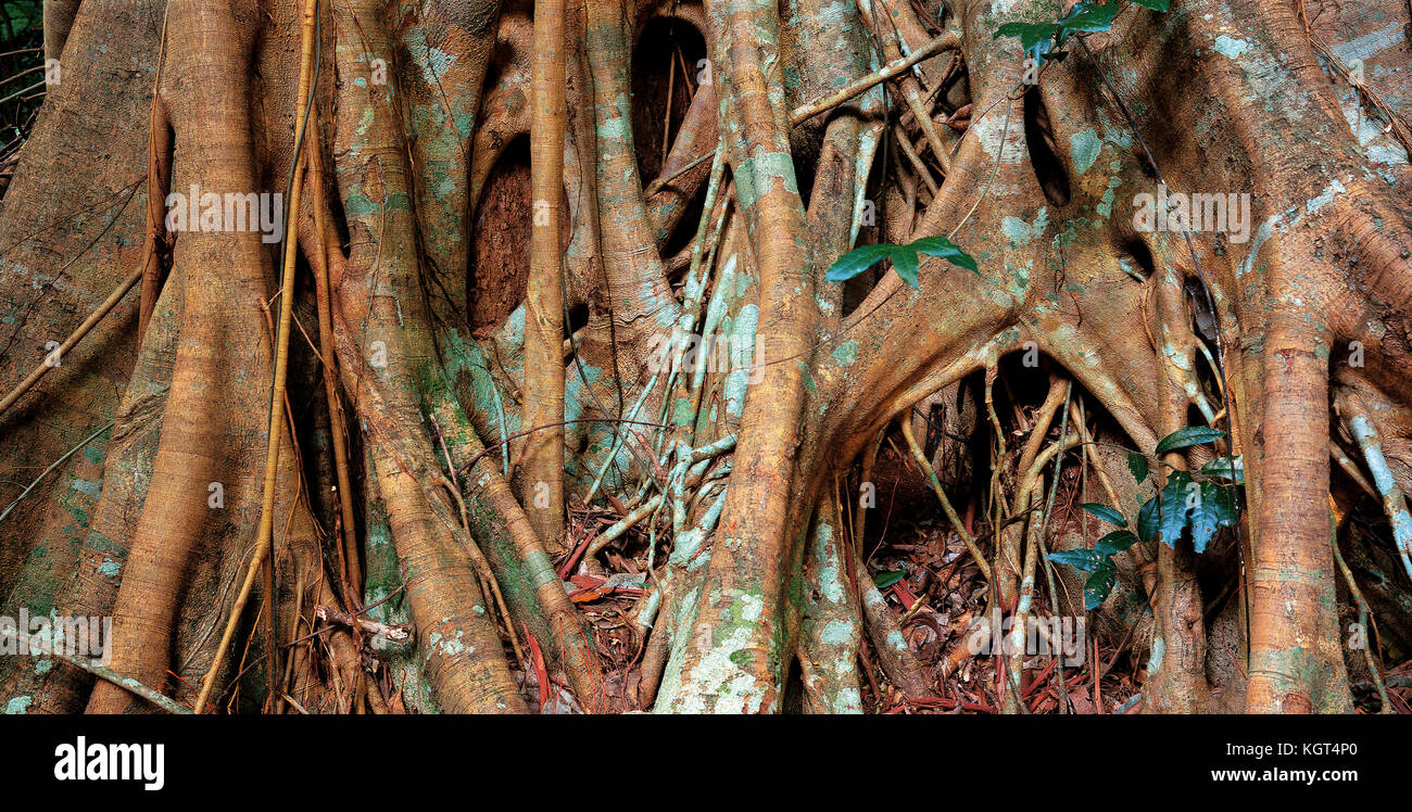 Strangler fig ficus watkinsiana lower strangling roots dorrigo national ...