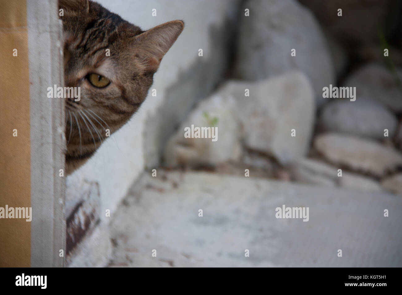 Hidden cat hi-res stock photography and images - Alamy