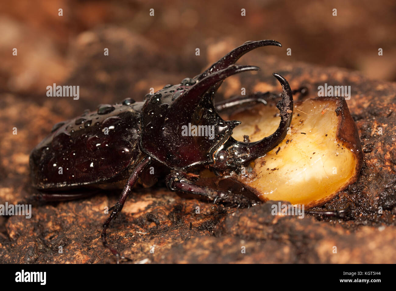 Beatle animal hi-res stock photography and images - Alamy