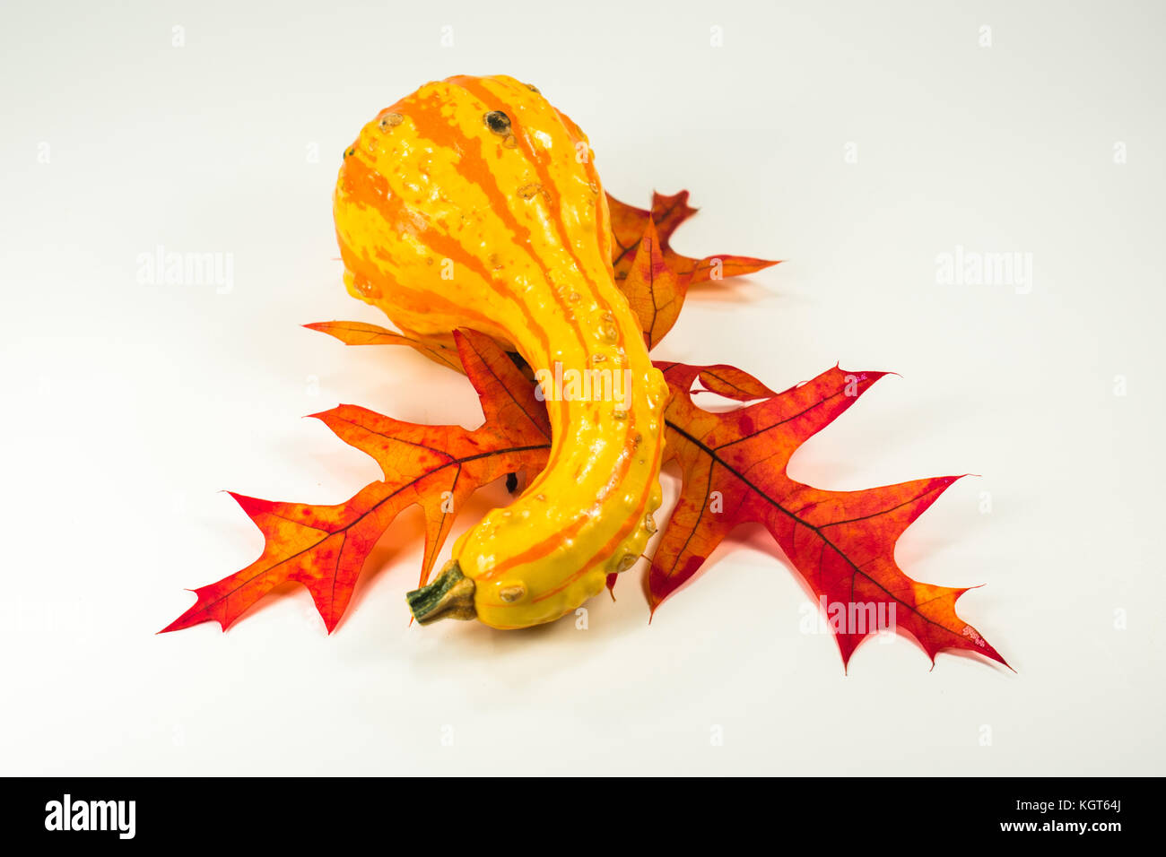 Bumps on the leaf hi-res stock photography and images - Alamy