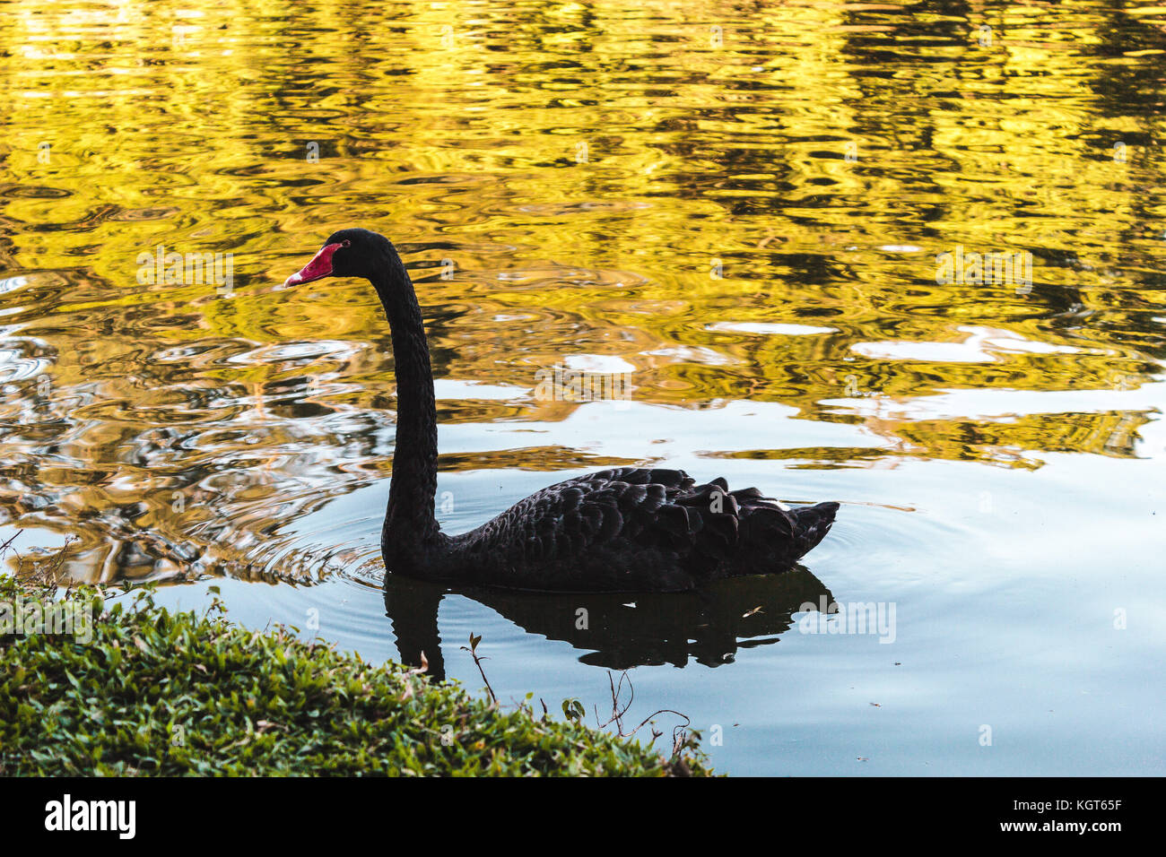 Photo of a Goose at Ibirapuera Park in Sao Paulo, Brazil (Brasil Stock ...