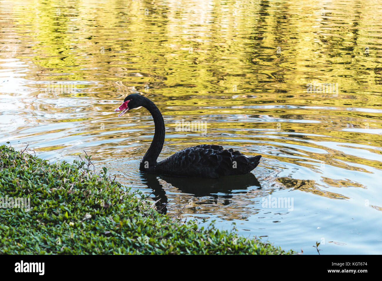 Photo of a Goose at Ibirapuera Park in Sao Paulo, Brazil (Brasil Stock ...