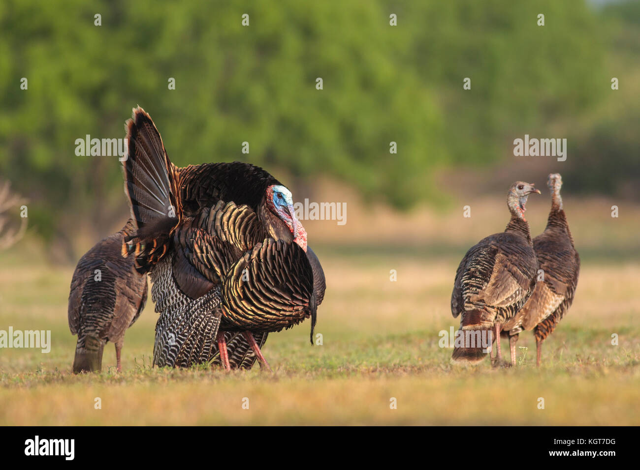 Rio-grande wild turkey during spring mating season Stock Photo - Alamy