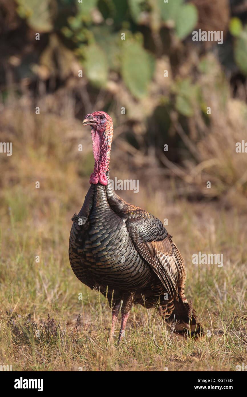 Rio grande wild turkey hi-res stock photography and images - Alamy