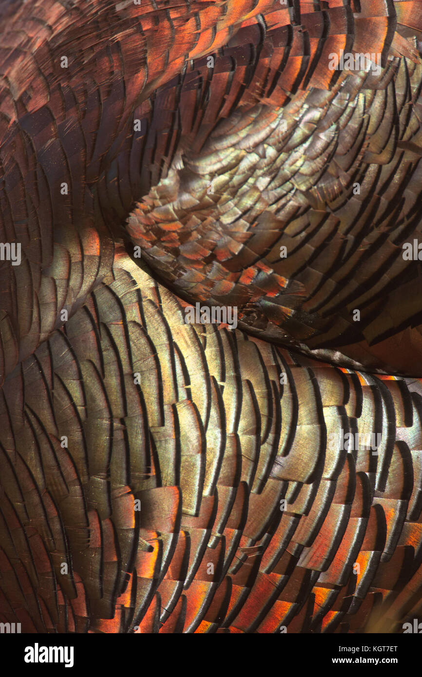Turkey Mating Display High Resolution Stock Photography and Images - Alamy