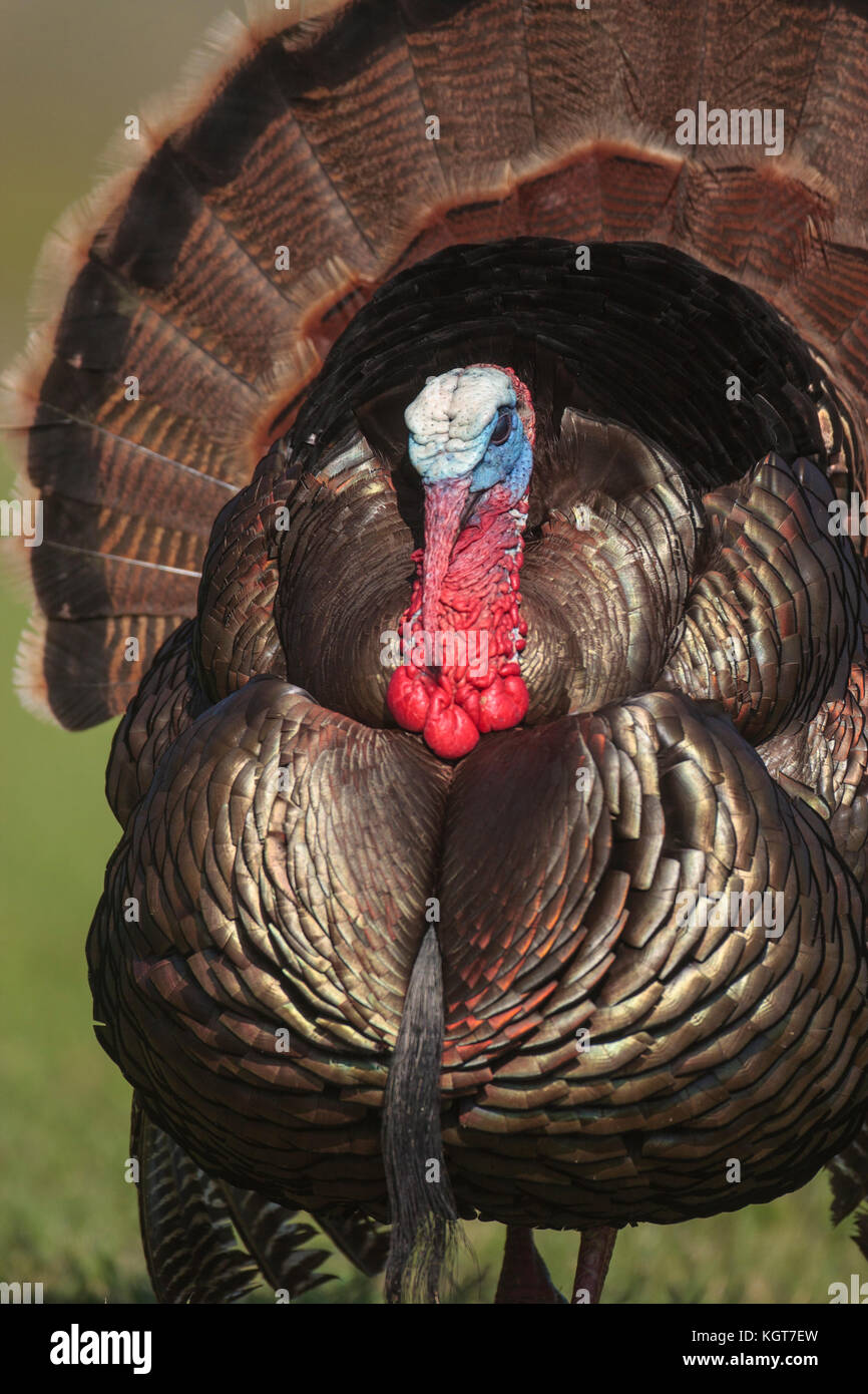 Rio-grande wild turkey during spring mating season Stock Photo - Alamy
