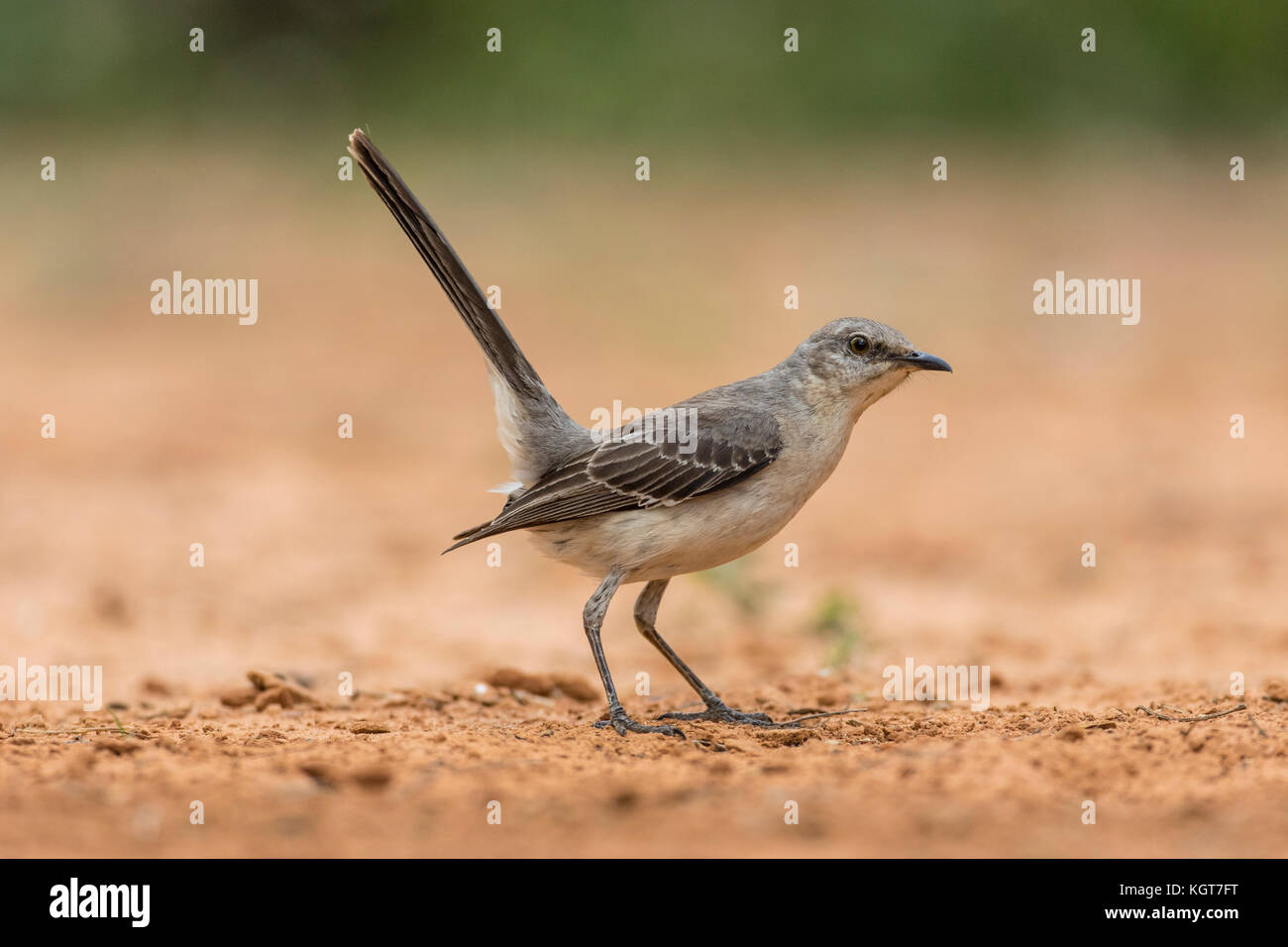 Mockingbird singing hi-res stock photography and images - Alamy