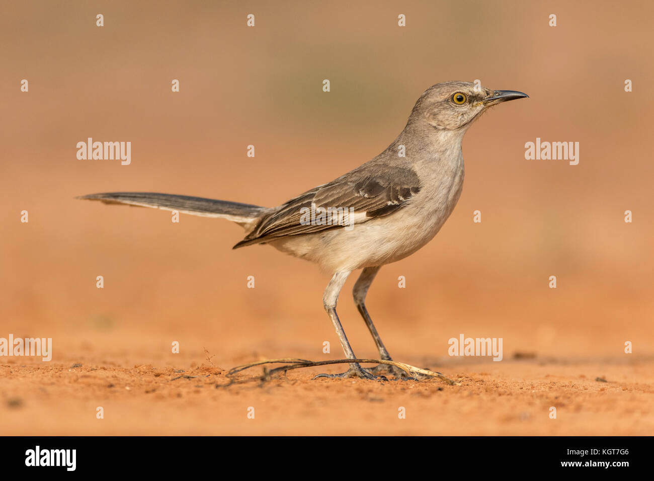 Northern mockingbird in Texas Stock Photo - Alamy