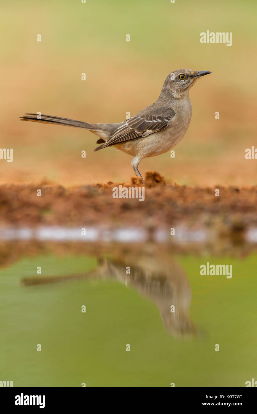 Northern mockingbird in Texas Stock Photo - Alamy