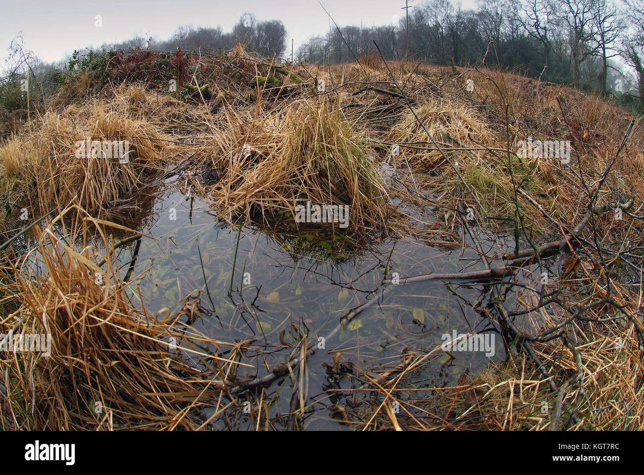 Turbary common hi-res stock photography and images - Alamy