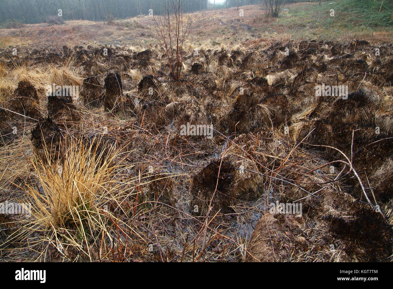 Turbary common hi-res stock photography and images - Alamy