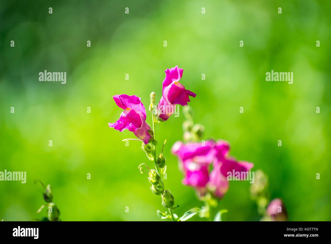 Red Snapdragon with a blurred background Stock Photo - Alamy