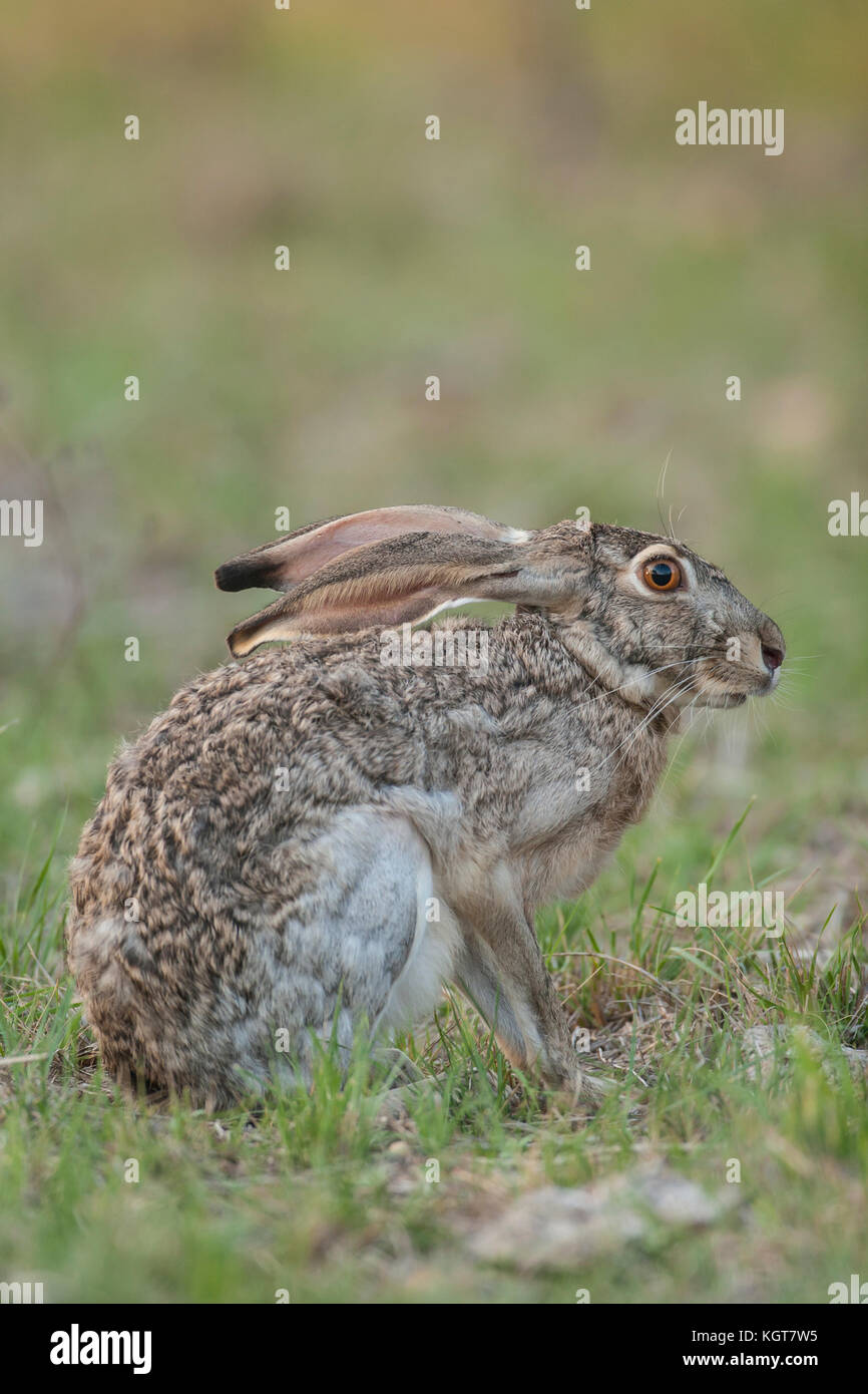 Jackrabbit texas hi-res stock photography and images - Alamy