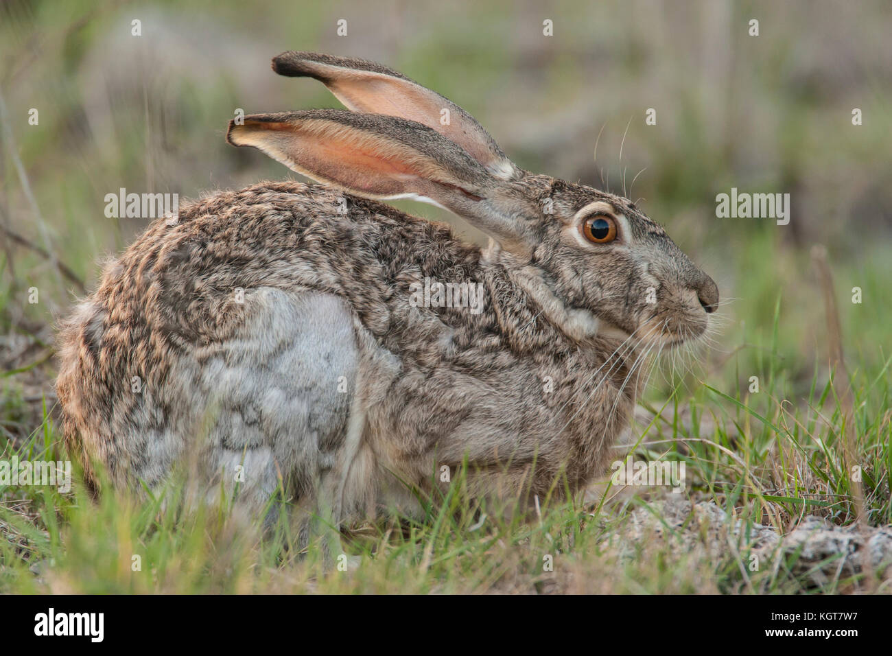 Black -tailed jackrabbit in Texas Stock Photo - Alamy