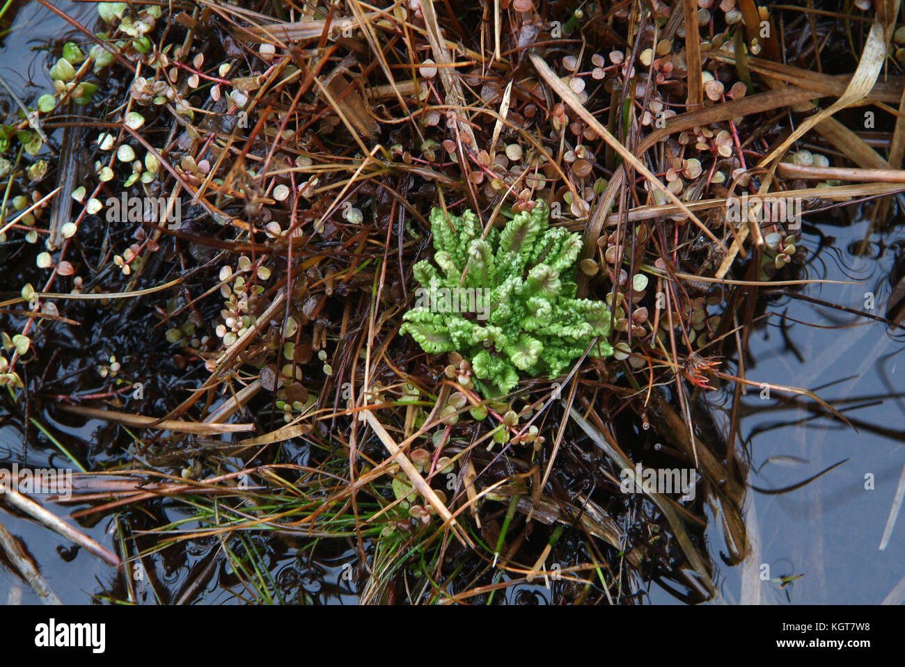 Turbary common hi-res stock photography and images - Alamy