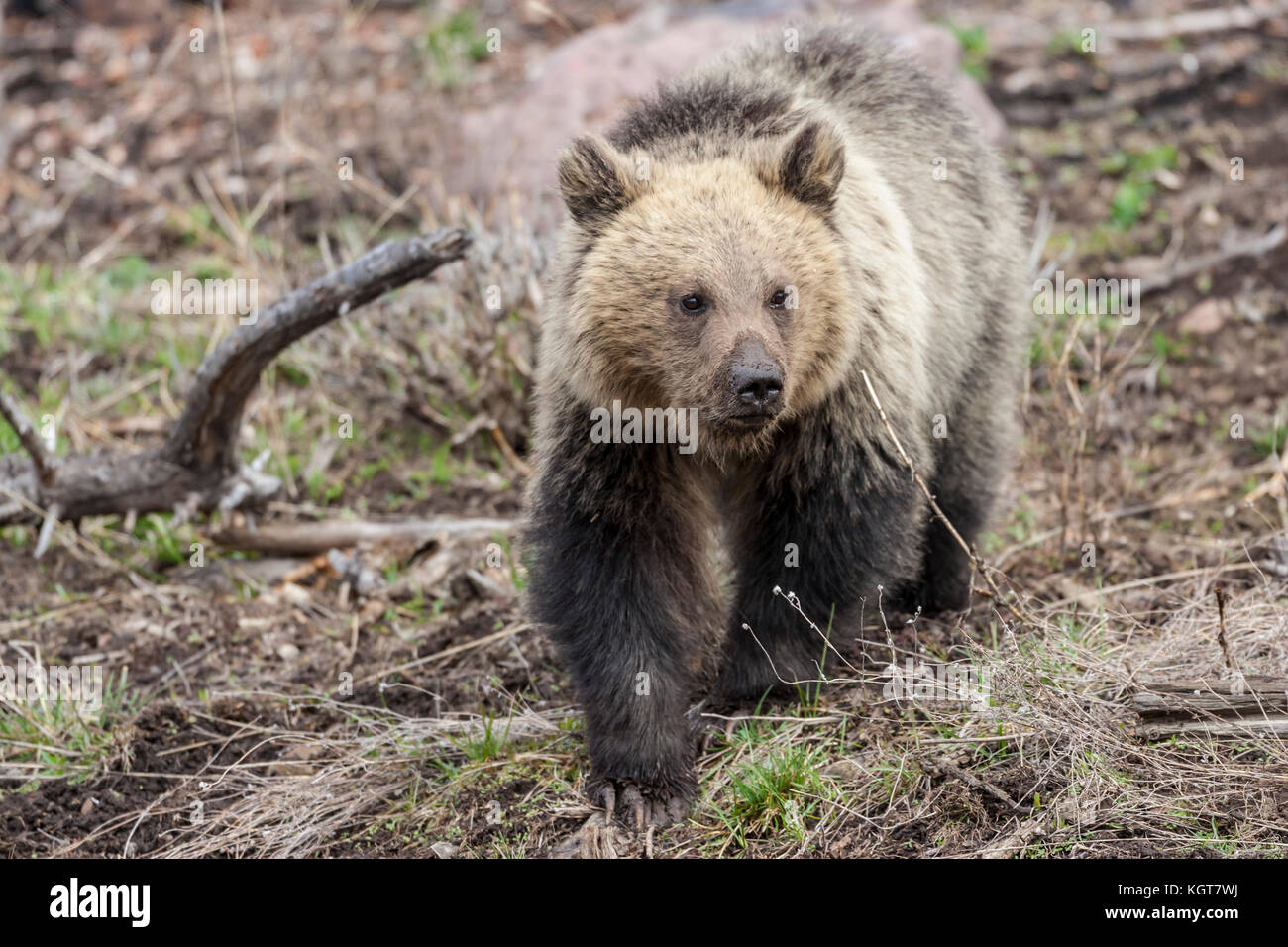 Grizzly bear in Yellowstone National Park Stock Photo - Alamy