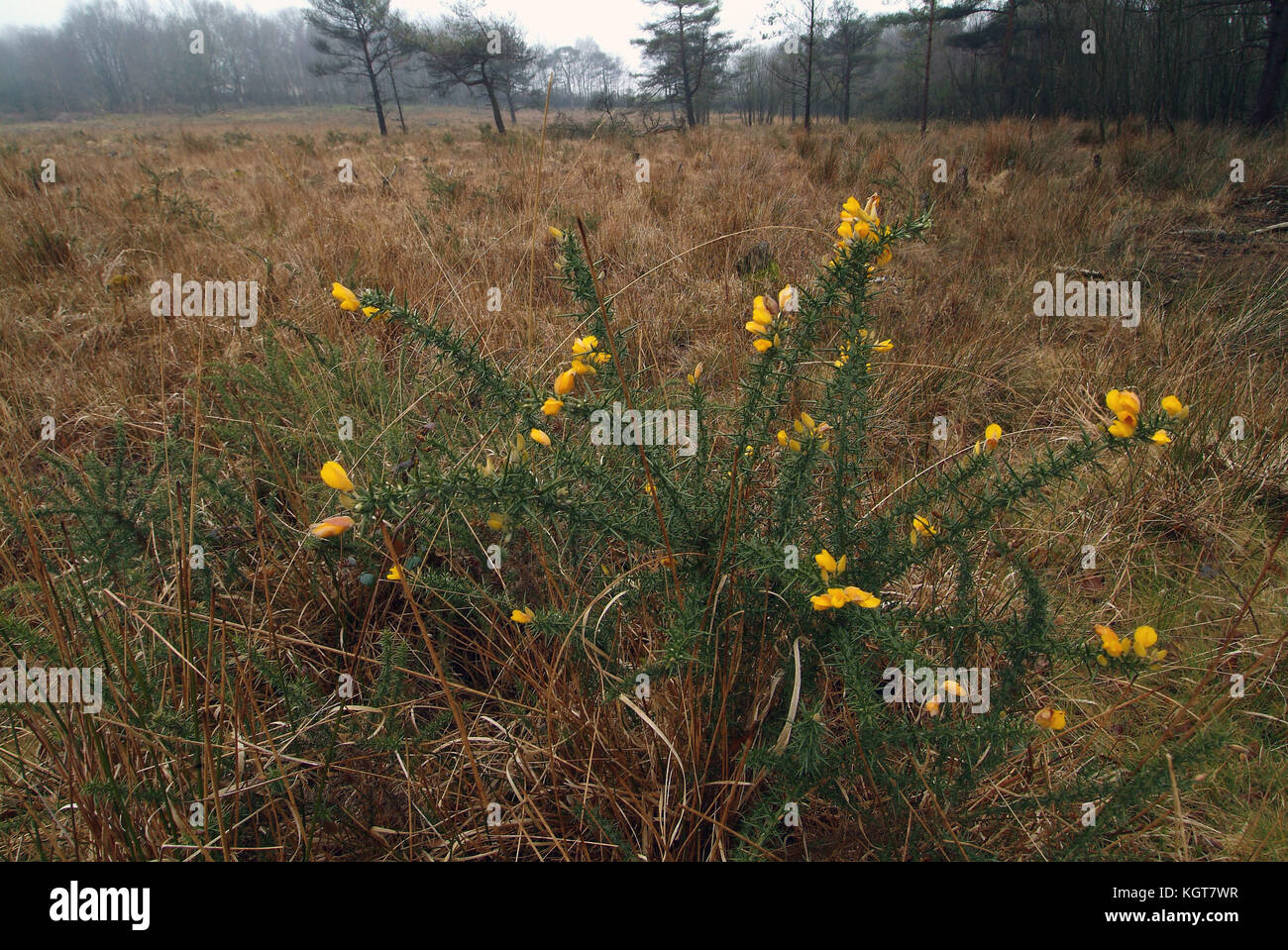 Turbary common hi-res stock photography and images - Alamy