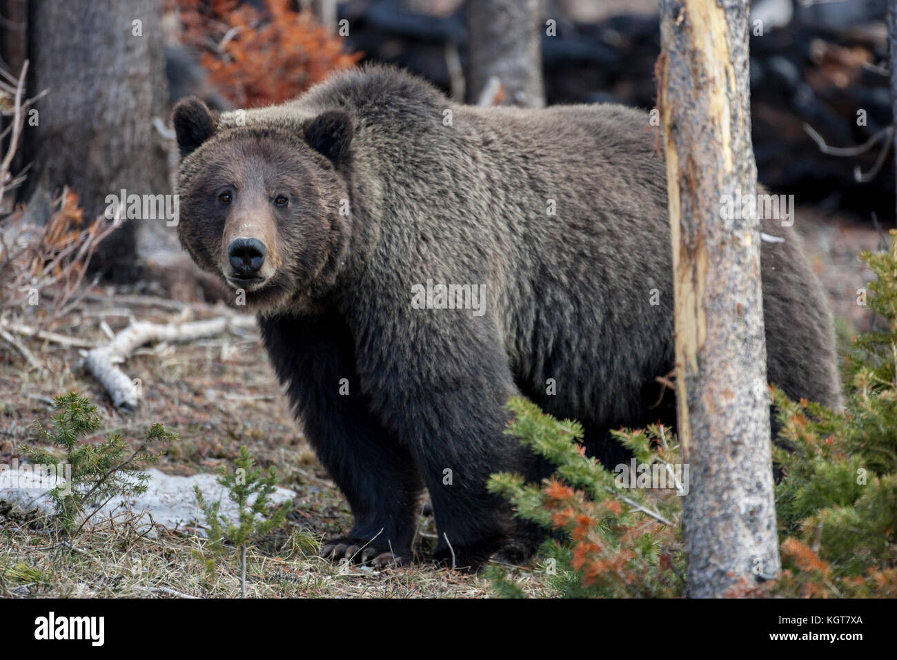 Grizzly bear in Yellowstone National Park Stock Photo - Alamy