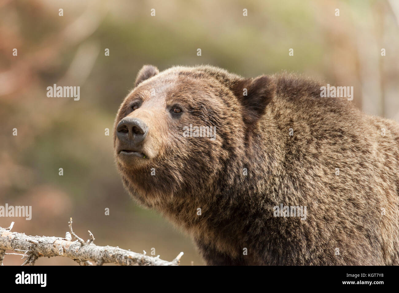 Grizzly bear in Yellowstone National Park Stock Photo - Alamy