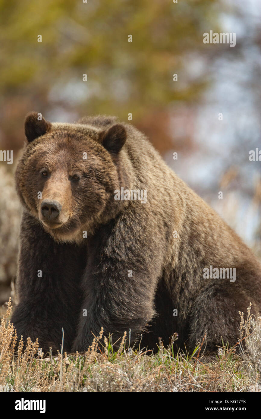 Grizzly bear in Yellowstone National Park Stock Photo - Alamy