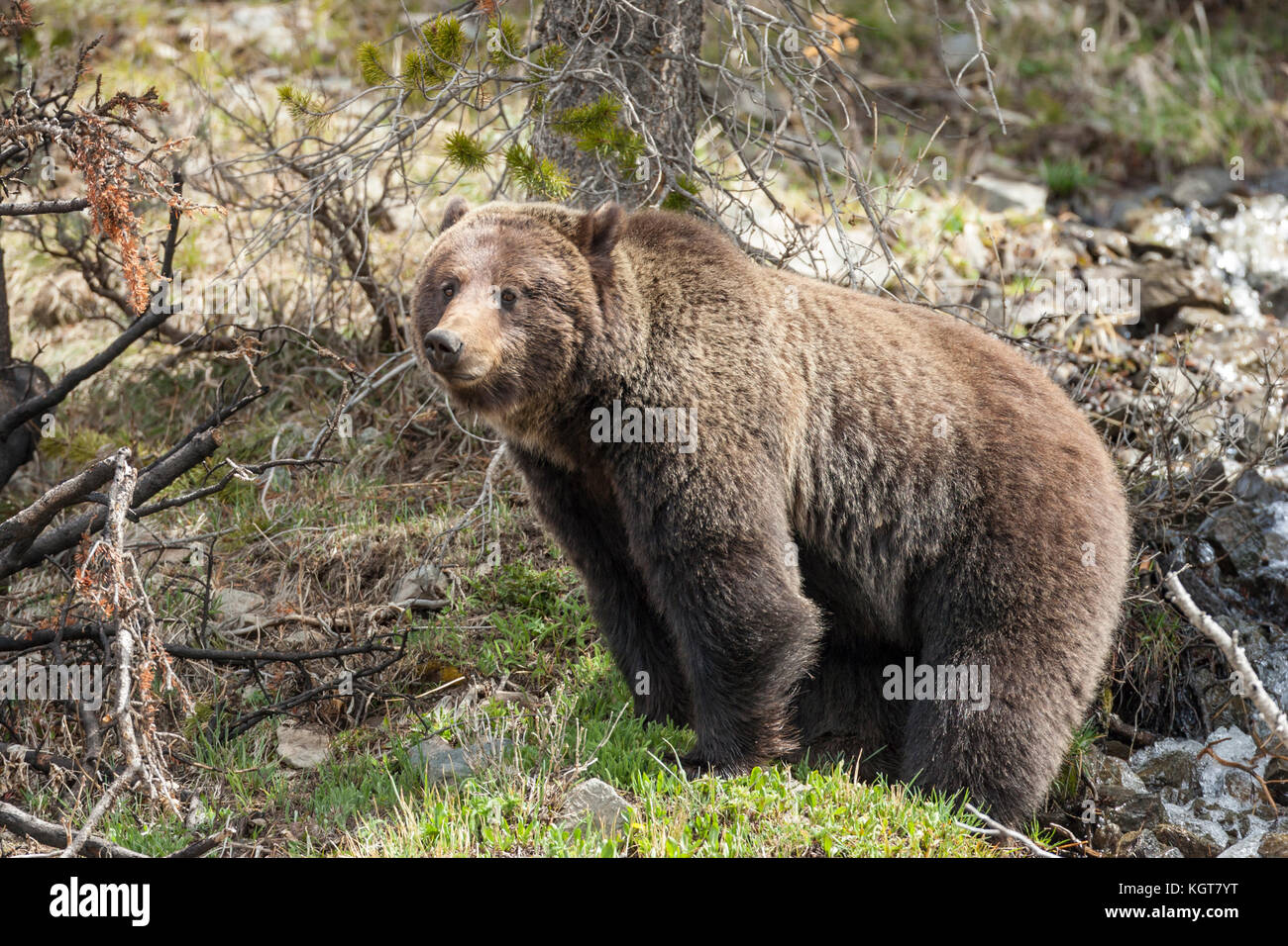 Grizzly bear in Yellowstone National Park Stock Photo - Alamy