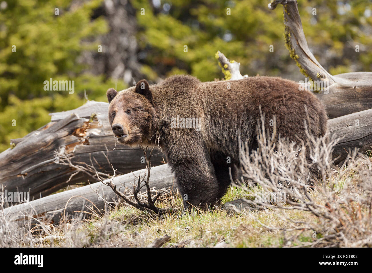 Grizzly bear in Yellowstone National Park Stock Photo - Alamy