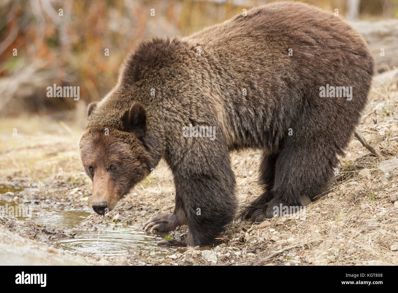 Grizzly bear in Yellowstone National Park Stock Photo - Alamy