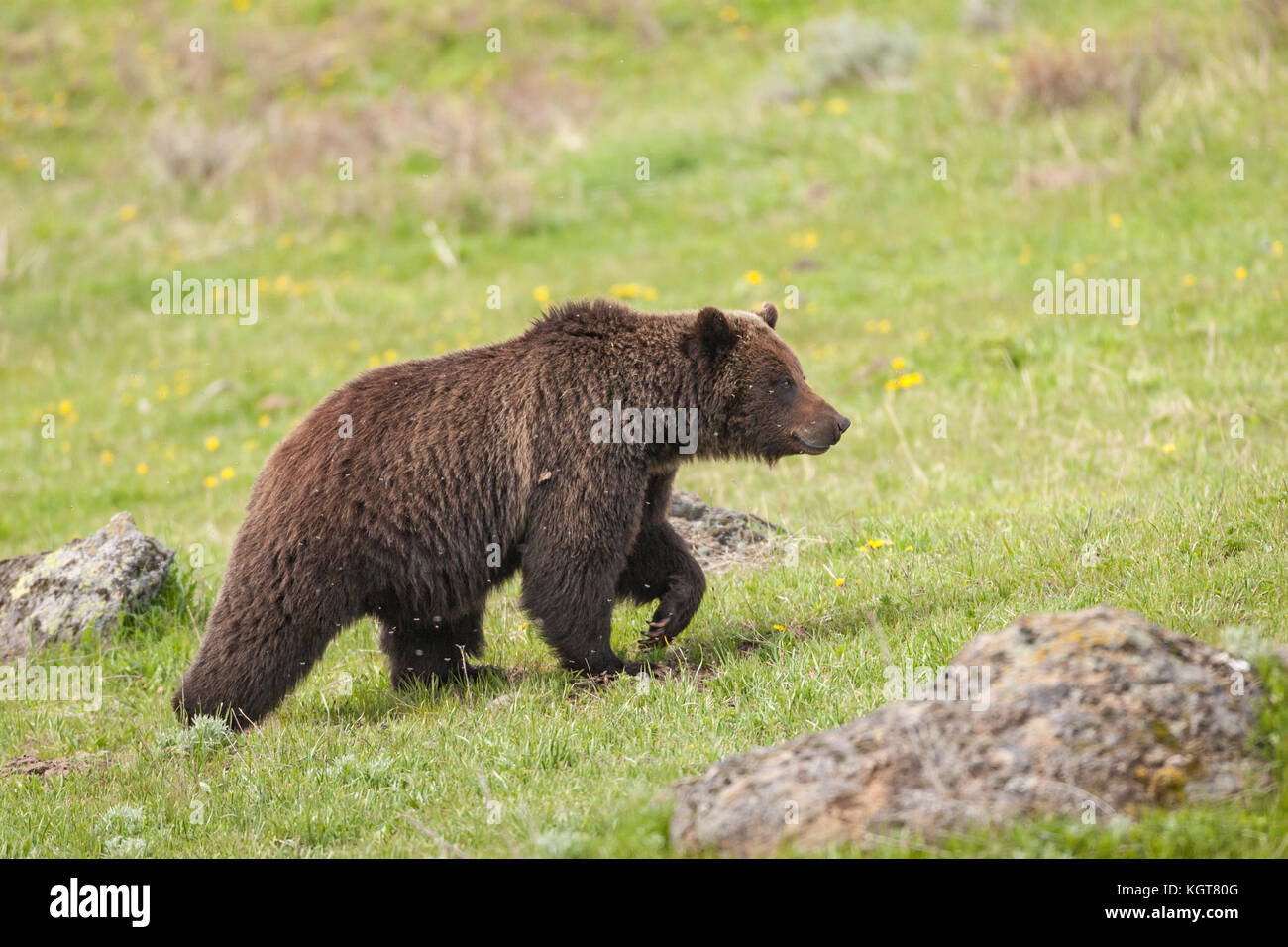 Grizzly bear in Yellowstone National Park Stock Photo - Alamy