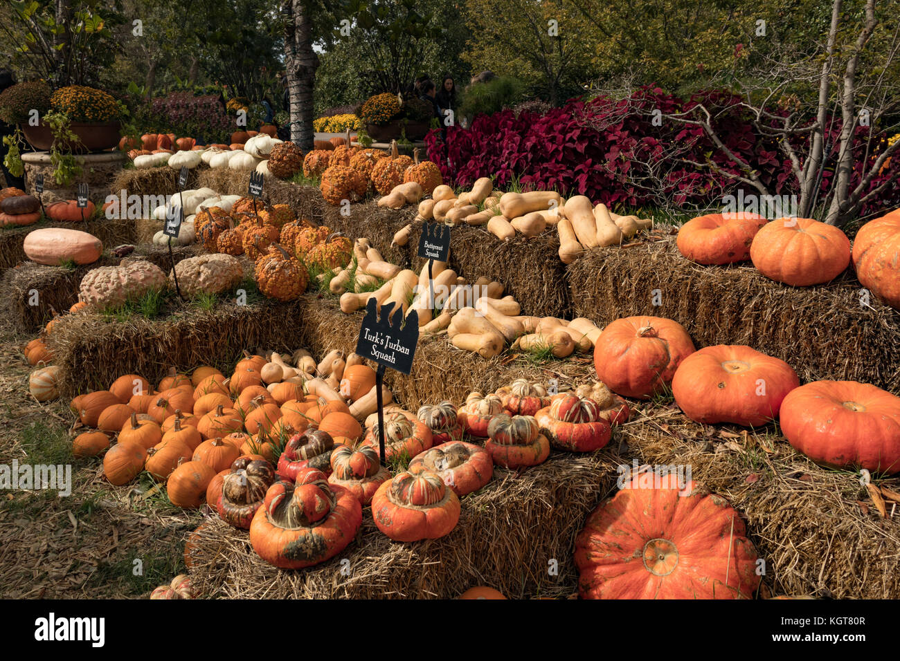 Pumpkins and Gourds at Fall Festival Stock Photo - Alamy