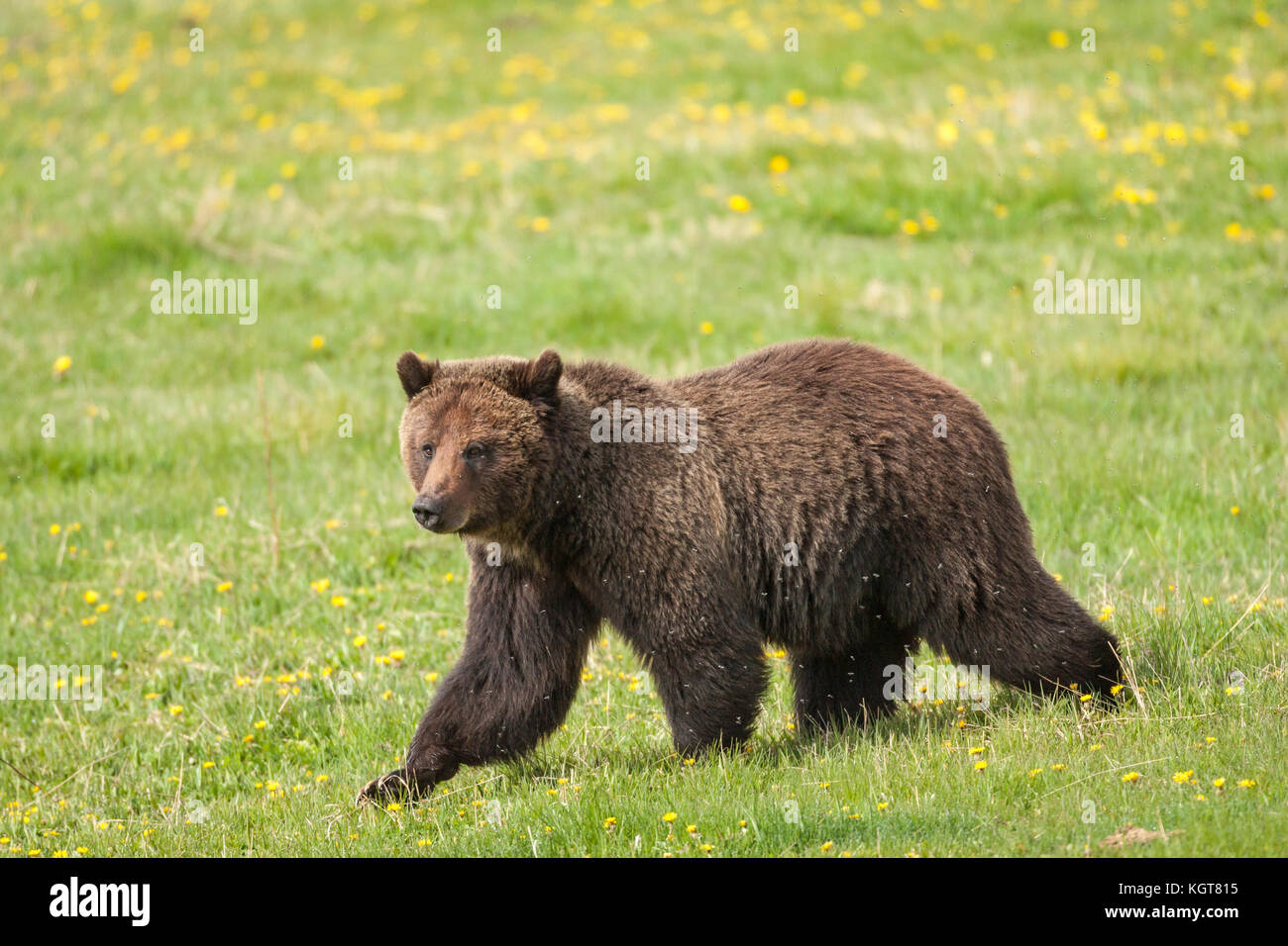 Grizzly bear in Yellowstone National Park Stock Photo - Alamy