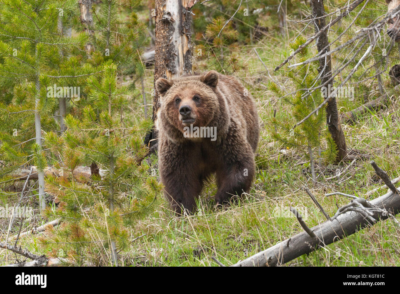 Grizzly bear in Yellowstone National Park Stock Photo - Alamy