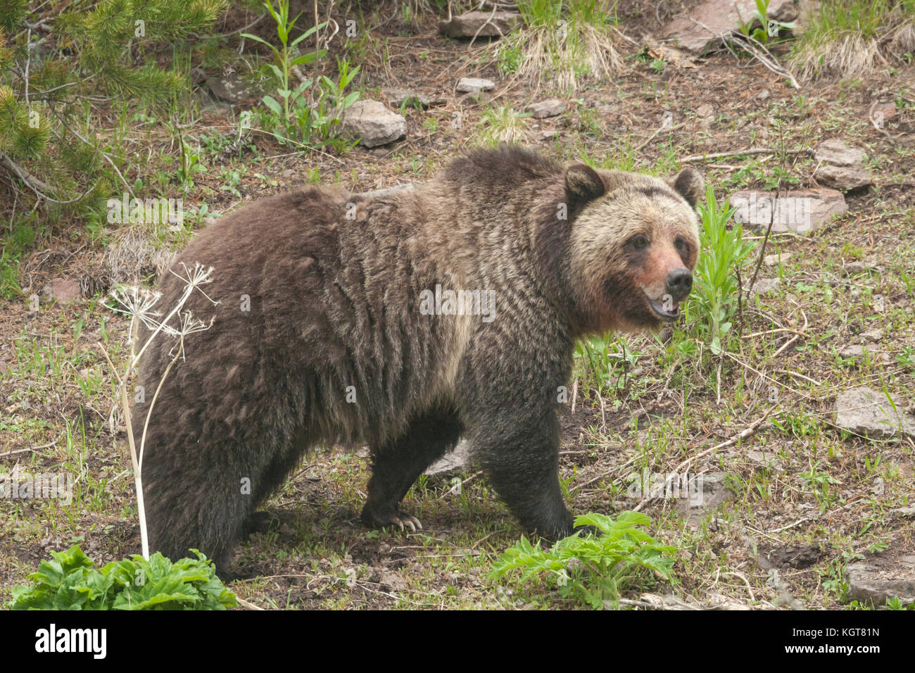Grizzly bear in Yellowstone National Park Stock Photo - Alamy
