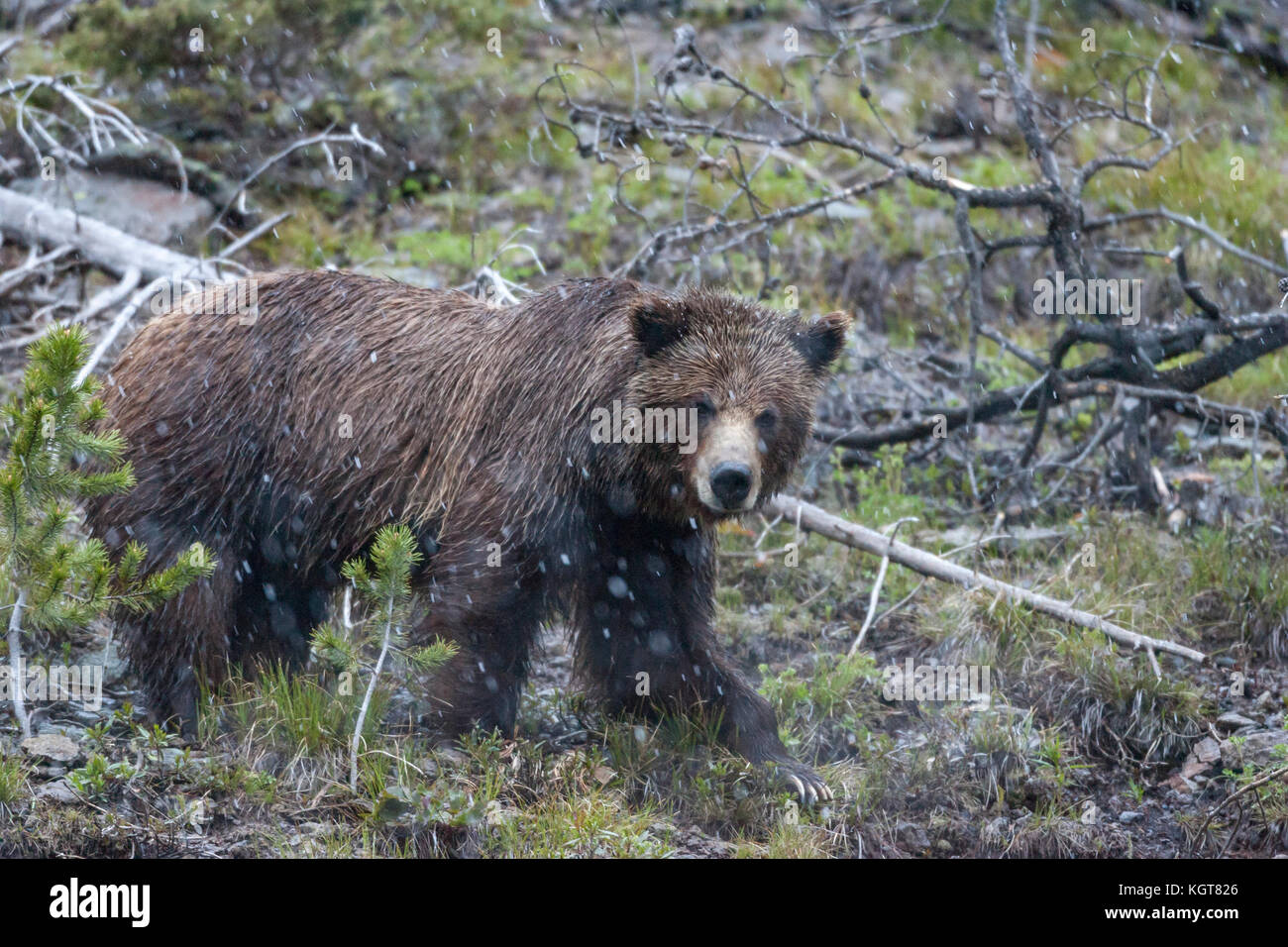 Grizzly bear in Yellowstone National Park Stock Photo - Alamy