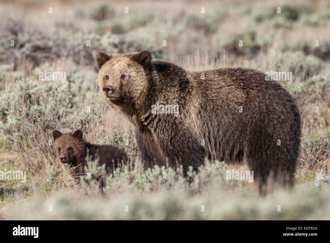 Grizzly bear in Yellowstone National Park Stock Photo - Alamy